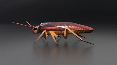 Cockroach 3d Model Turbosquid 1780138