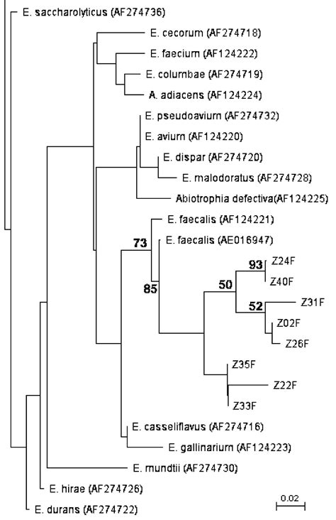 Phylogenetic Tree Of Various Enterococci And 1 Abiotrophia