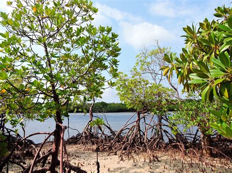 Mangroves Aces