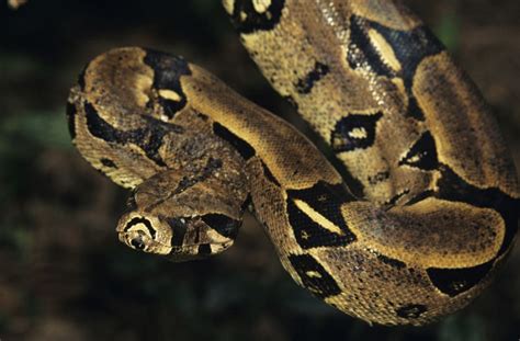 Pet Boa Constrictor Found Hiding In A Palm Tree