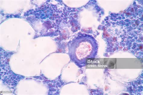 Anatomy And Histological Red Bone Marrow Human And Tendon Human Under