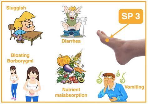 All About The Tcm Spleen Acupro Academy Acupuncture Online Courses