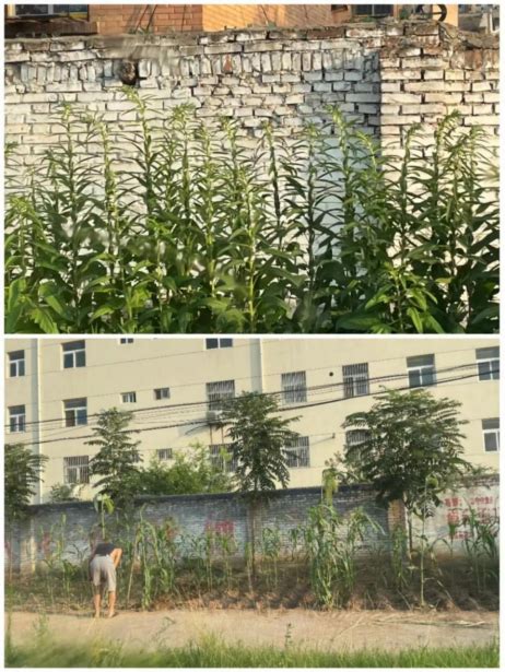 助力乡村振兴建设美丽中国专项计划初探三原聚焦农村三原考察小分队 西北大学经济管理学院