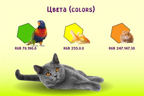 Banner for opening a pet store on Behance