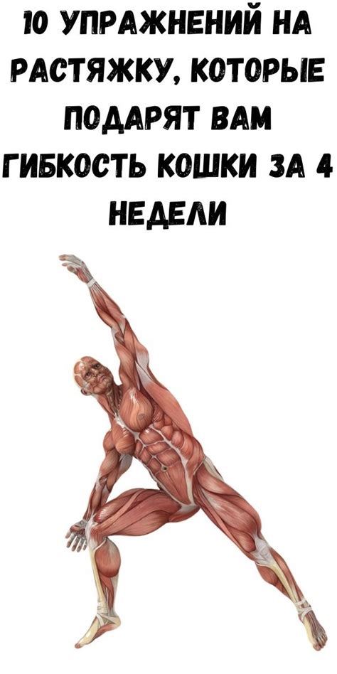 10 упражнений на растяжку которые подарят вам гибкость кошки за 4 недели Счастливые заметки