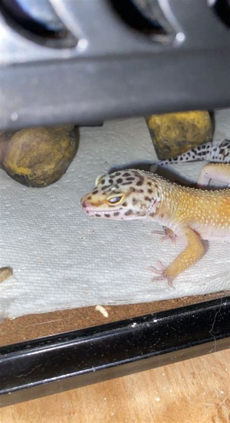 Calcium Powder In Leopard Geckos Eye Our Reptile Forum