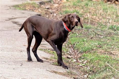 How Do Flea Collars Work The Ultimate Guide
