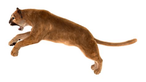美洲獅 貓科動物 動物群 大 同色 貓 背景PNG去背圖片素材免費下載免摳圖設計圖案下載 Pngtree