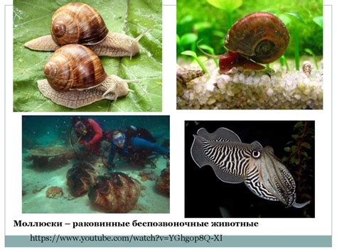 Знакомство с беспозвоночными - презентация онлайн