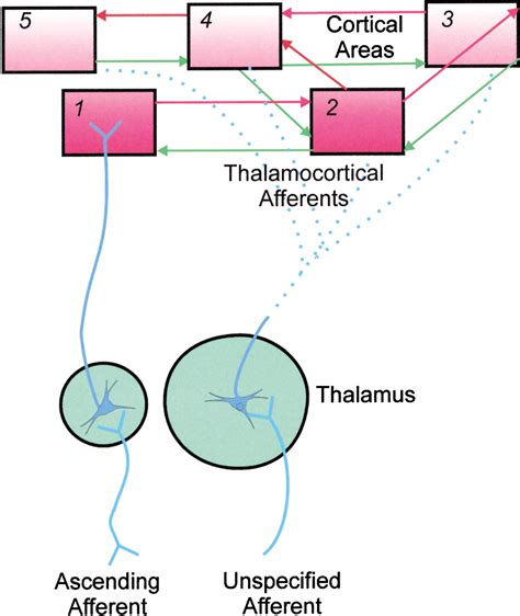 Thalamic Relay Functions And Their Role In Corticocortical