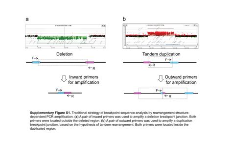 PDF Rearrangement Structure Independent Strategy Of CNV Breakpoint Analysis