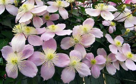 Клематис горный розовый, Ломонос, лозинка (Clematis montana)