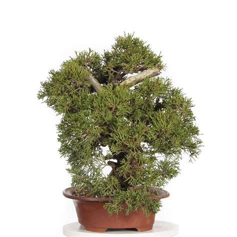 Juniperus Chinensis Bonsai Seeds Price €150