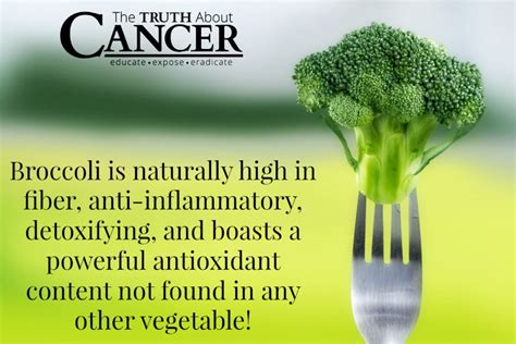 Broccoli Prevents Prostate Stomach Breast And Colon Cancer