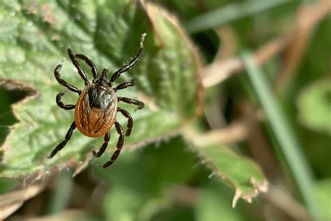 Common Ticks In Massachusetts You Should Be Aware Of Ridaway