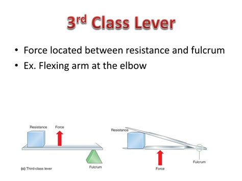 PPT Muscular System PowerPoint Presentation Free Download ID 2093650