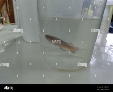 Magdalena Rivulus Cynodonichthys Magdalenae Actinopterygii Stock
