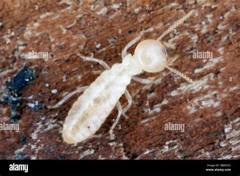 Subterranean Termite Common Termite Important Wood Destroying Insects