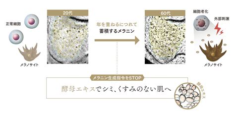 メラニンを作らせないために 研究情報 大正製薬先端美容研究所 TAISHO ADVANCED BEAUTY LABO