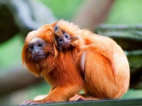 Chi M Bao Th Y Con Kh V Nh Ng Con S Li N Quan N O