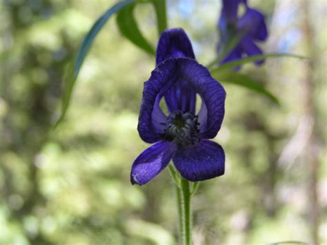Monkshood Northeast School Of Botanical Medicine