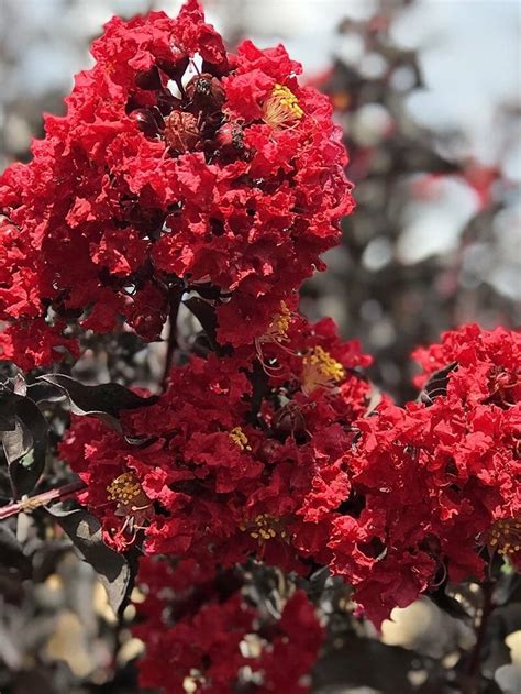 Lagerstroemia Diamonds In The Dark® Red Hot Crepe Myrtle Hello
