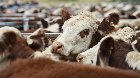 Former Lymford Farm Manager Mark Anthony Chalker Jailed For Fraud Daily Telegraph