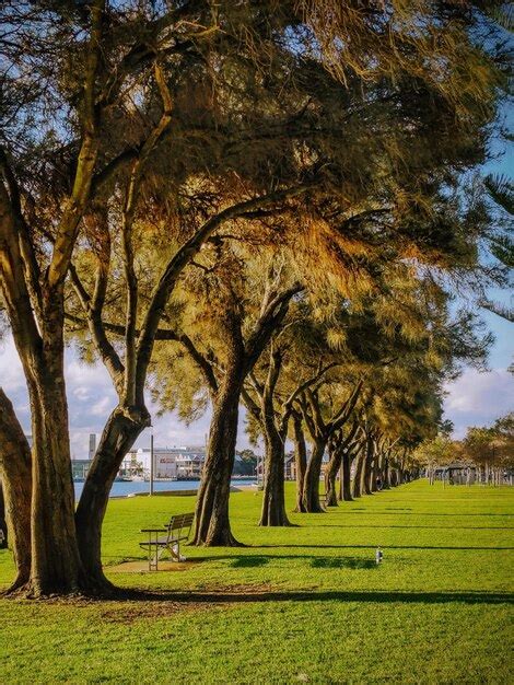 Premium Photo Trees On Field