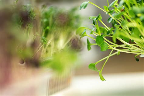 ぼやけた背景にマイクログリーンの若い緑の芽 アルファルファのストックフォトや画像を多数ご用意 アルファルファ オーガニック カラー