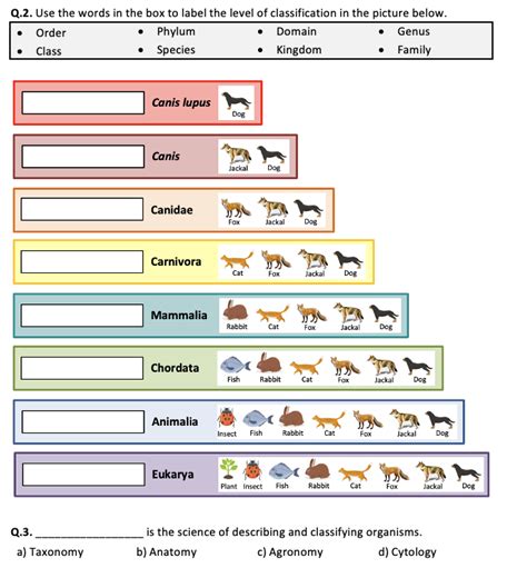 Classification And Taxonomy Worksheet Printable And Distance