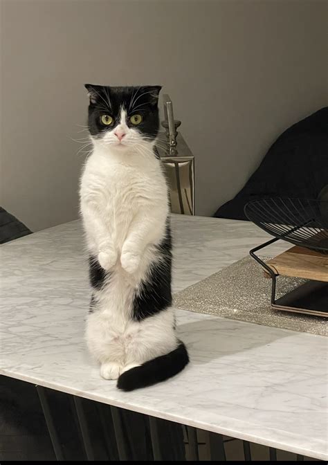 Munchkin X British X Scottish Liverpool PetsForHomes