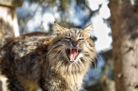 Las Feral Cat Invasion How To Tell The Difference Between Feral Cats