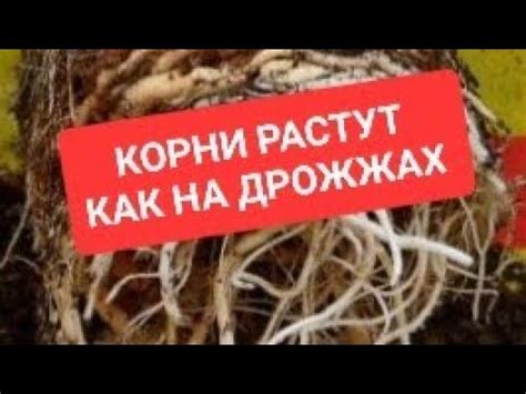 Головокружительные корни у черенков пеларгоний гераней! Мой опыт ...