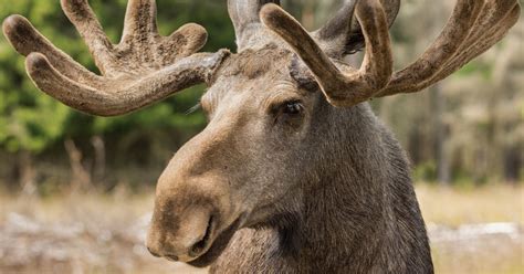 Sweden S Hottest Show Nonstop Live Coverage Of The Epic Moose
