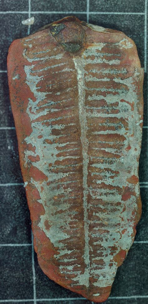Scan Of A Fossil Ladybug Beefy Geologyporn