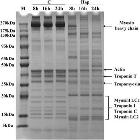 Structural And Physicochemical Properties Of Myofibrillar Proteins