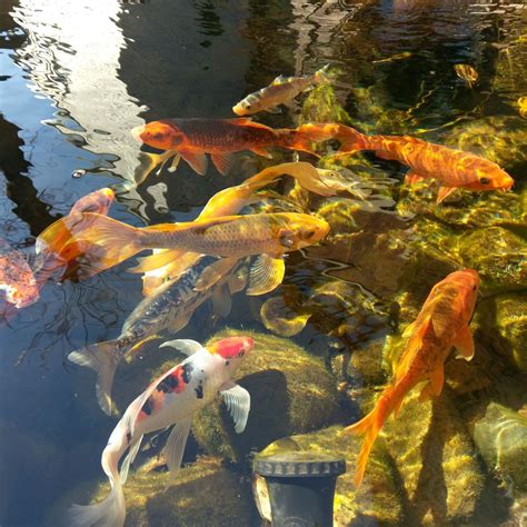 Didnt Realize Your New Koi Can Live To 80 Call Fish Rescue WSJ