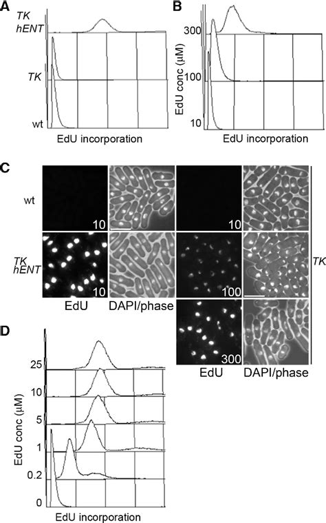 Figure 1 From Monitoring Dna Replication In Fission Yeast By