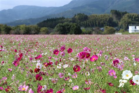 コスモス開花状況 ～見ごろを迎えました～ えびの工場｜コカ･コーラ ボトラーズジャパン株式会社