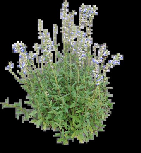 天蓝鼠尾草 花瓣网