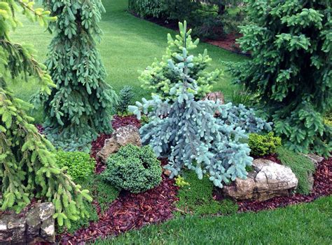 Front Yard Landscaping Design With Conifers Garden