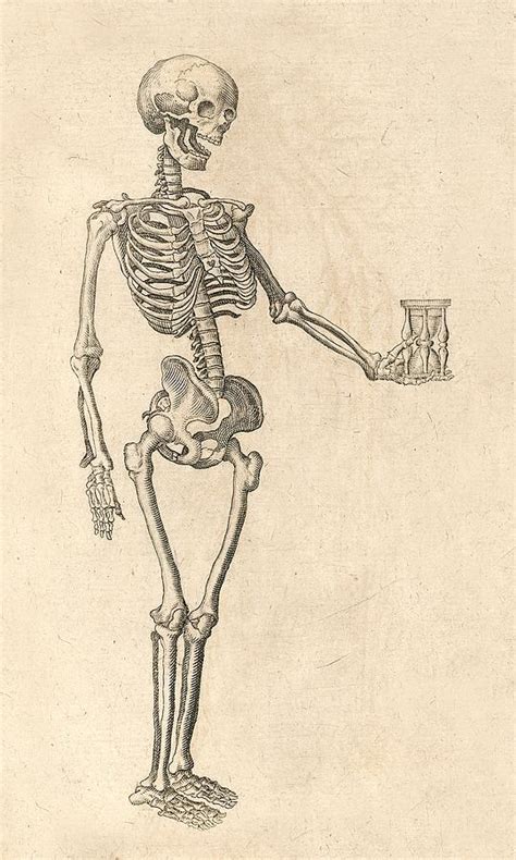 Human Skeleton With Hourglass Drawing By Caspar Bauhin Fine Art America