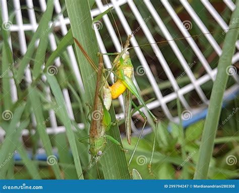 Conocephalus Melanus Gampsocleis Buergeri Stock Image Image Of