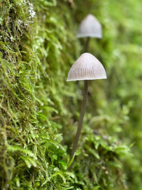 Cierre De Un Grupo De Hongos Que Crecen De Musgo En Un Bosque Verde Y