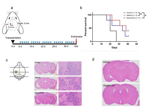 Antitumor Effect Of Pan Erbb Inhibitors On Orthotopic Xenografted Mice
