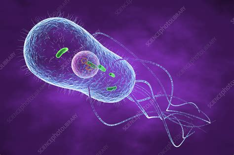 Salmonella Bacterium Illustration Stock Image F0310815 Science