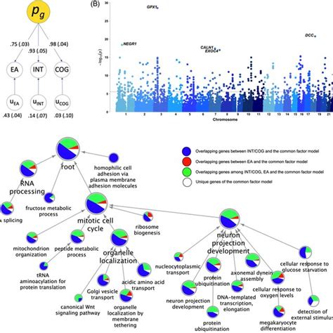 Genomic Structural Equation Modelling Gene Mapping And Network