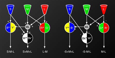Solved Could You Help Me Explain The Opponent Cells Theory