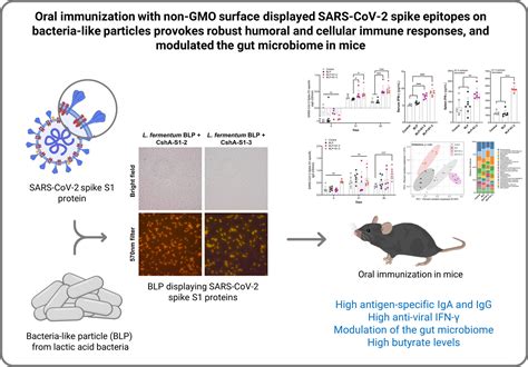 Oral Immunisation With Non‐gmo Surface Displayed Sars‐cov‐2 Spike Epitopes On Bacteria‐like