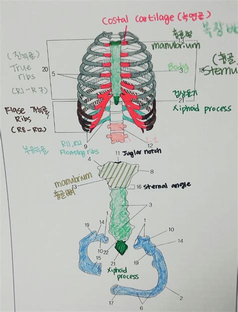 갈비뼈 해부학 진짜 갈비뼈와 가짜갈비뼈 흉골 늑골을 칠해보자 네이버 블로그